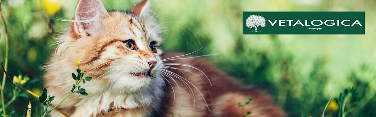 Vetalogica – WONDERPETS